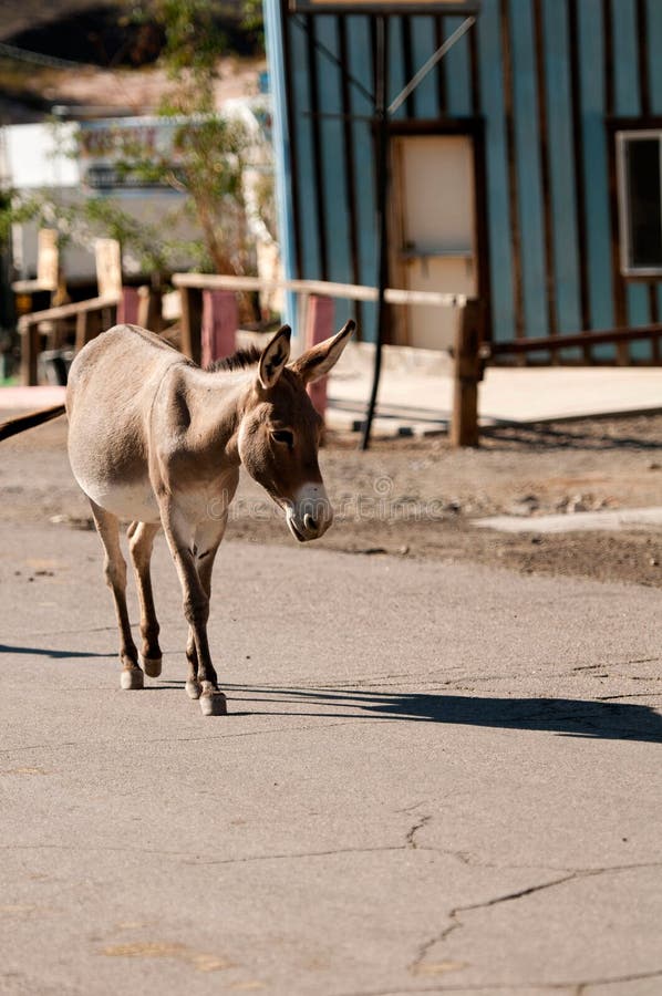 Wild Burro in Oatman, Arizona Stock Photo - Image of wild, gray: 26517506