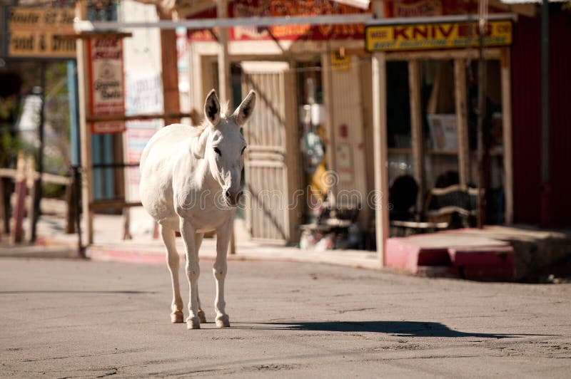 Wild Burros Along Route 66 in Oatman Arizona Stock Image - Image of ...