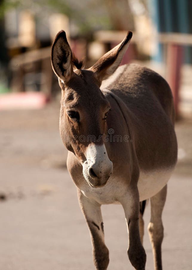 Wild Burro in Oatman, Arizona Stock Image - Image of burro, oatman ...