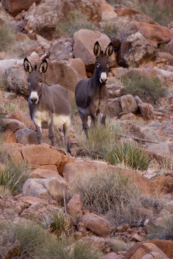 Wild Burros stock photo. Image of southwest, mates, desert - 4142638