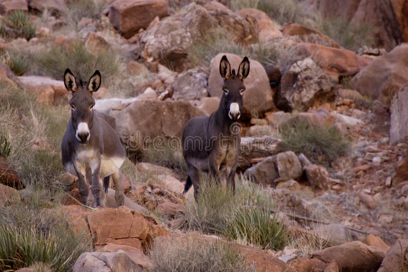 Wild Burros stock image. Image of rocks, pair, boulders - 4142669