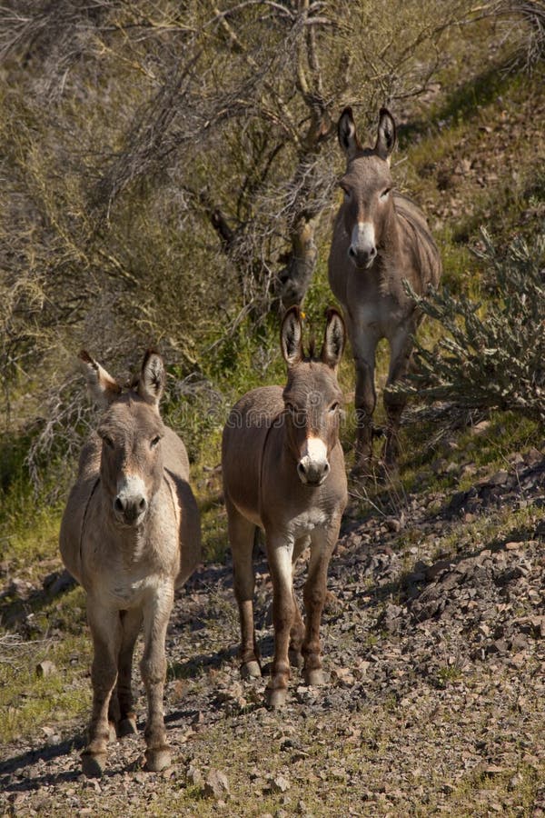 Wild Burro stock image. Image of donkey, desert, wild - 11110677