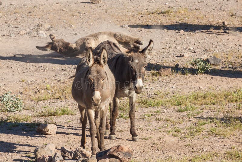 Wild Burros in Arizona stock image. Image of arizona - 89101441