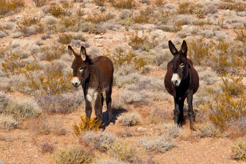 Wild Burros in Desert of Nevada Stock Photo - Image of outdoor, burro ...
