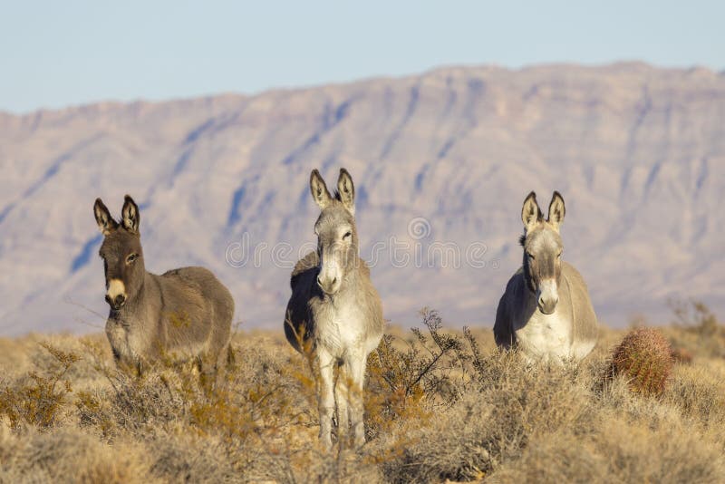 Wild Burros in the Nevada Desert in Winter Stock Image - Image of ...
