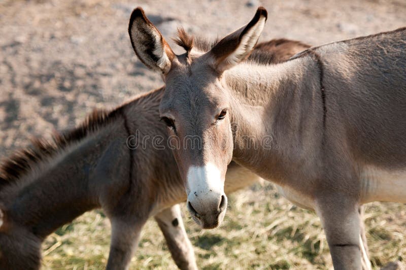 Wild Burros in Oatman, Arizona Stock Image - Image of mane, arizona ...