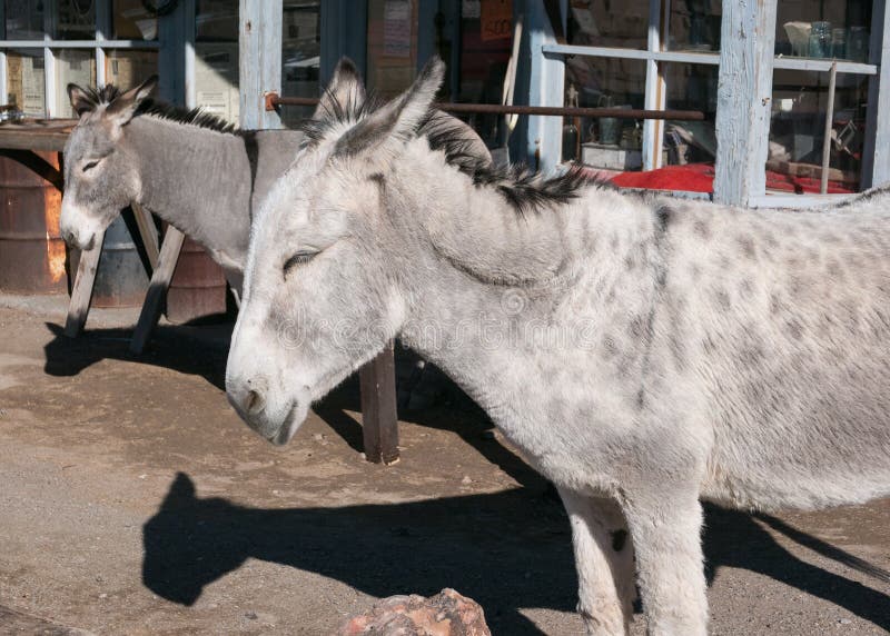 Wild Burros Along Route 66 in Oatman Arizona Stock Image - Image of ...
