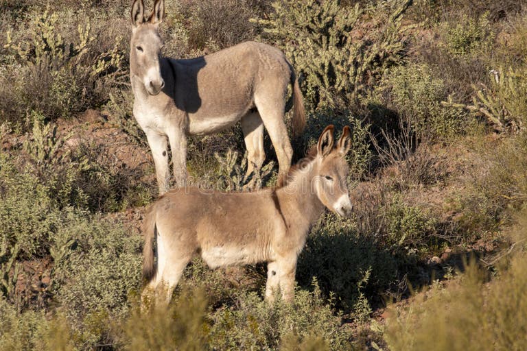 Wild Burros in Spring in the Arizona Desert Stock Image - Image of ...