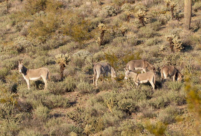 Wild Burros in Springtime in the Arizona Desert Stock Photo - Image of ...