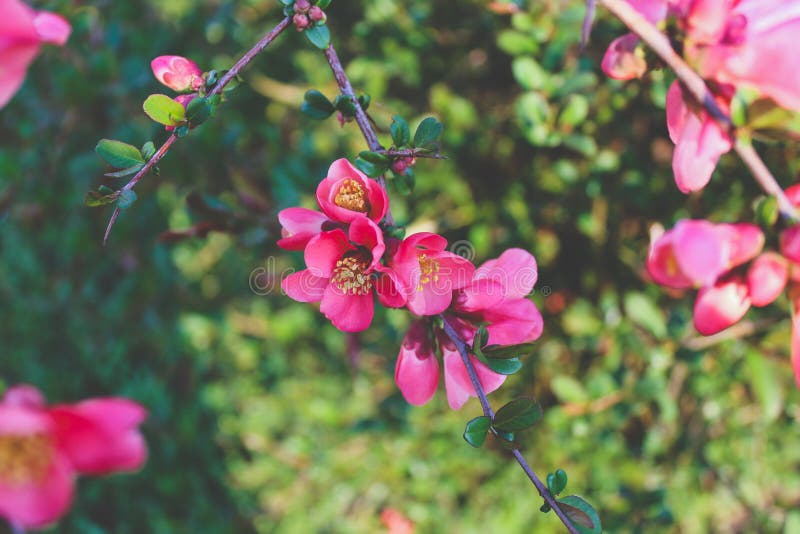 Wild bush stock photo. Image of flora, leaf, bright, garden - 90251728