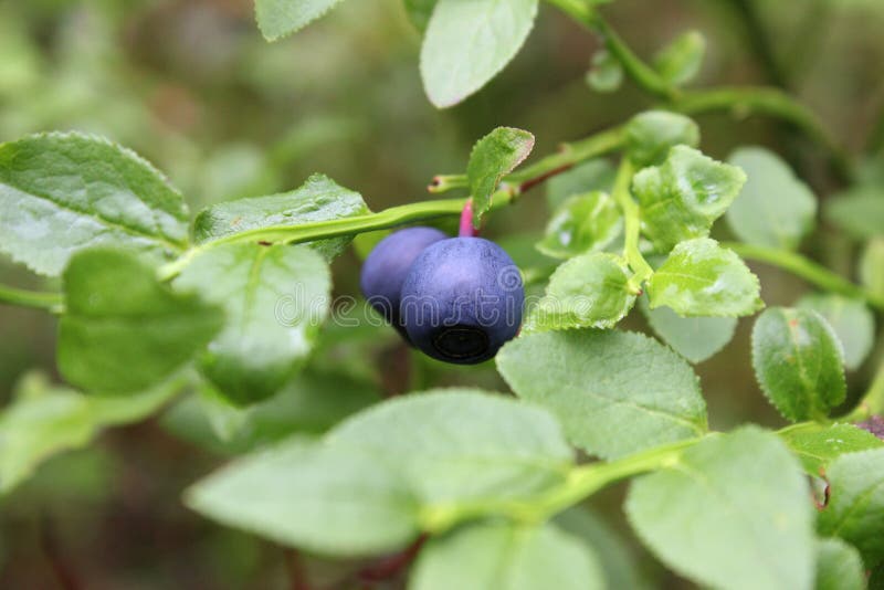 Wild Bush of Blueberry with Fruits in Forest Stock Photo - Image of ...