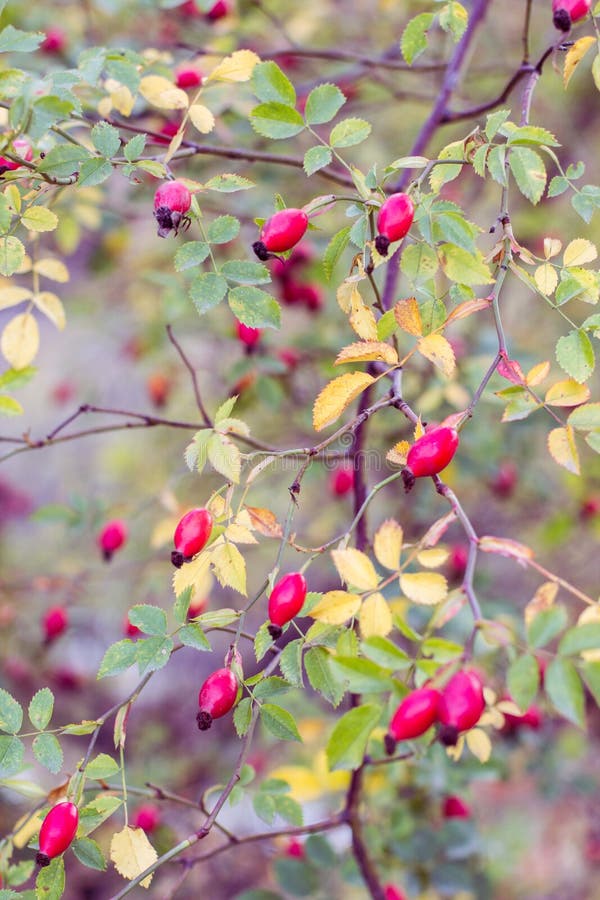 Wild Bush of Dog Rose with Red Berries in Autumn Stock Image - Image of ...