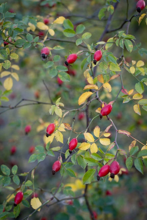 Wild Bush of Dog Rose with Red Berries in Autumn Stock Image - Image of ...