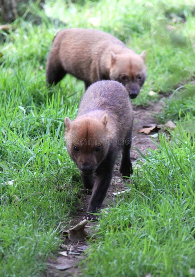 Wild Bush Dogs Walking Towards Camera Stock Photo - Image of brown ...