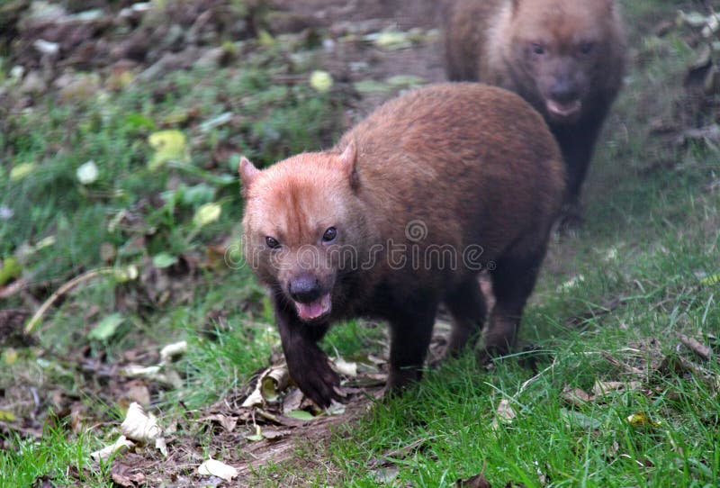 Wild Bush Dogs Walking Towards Camera Stock Photo - Image of brown ...