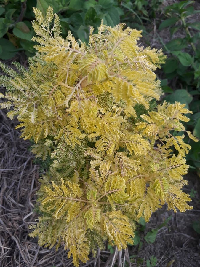 Wild bush photo stock image. Image of branch, wildflower - 197716631