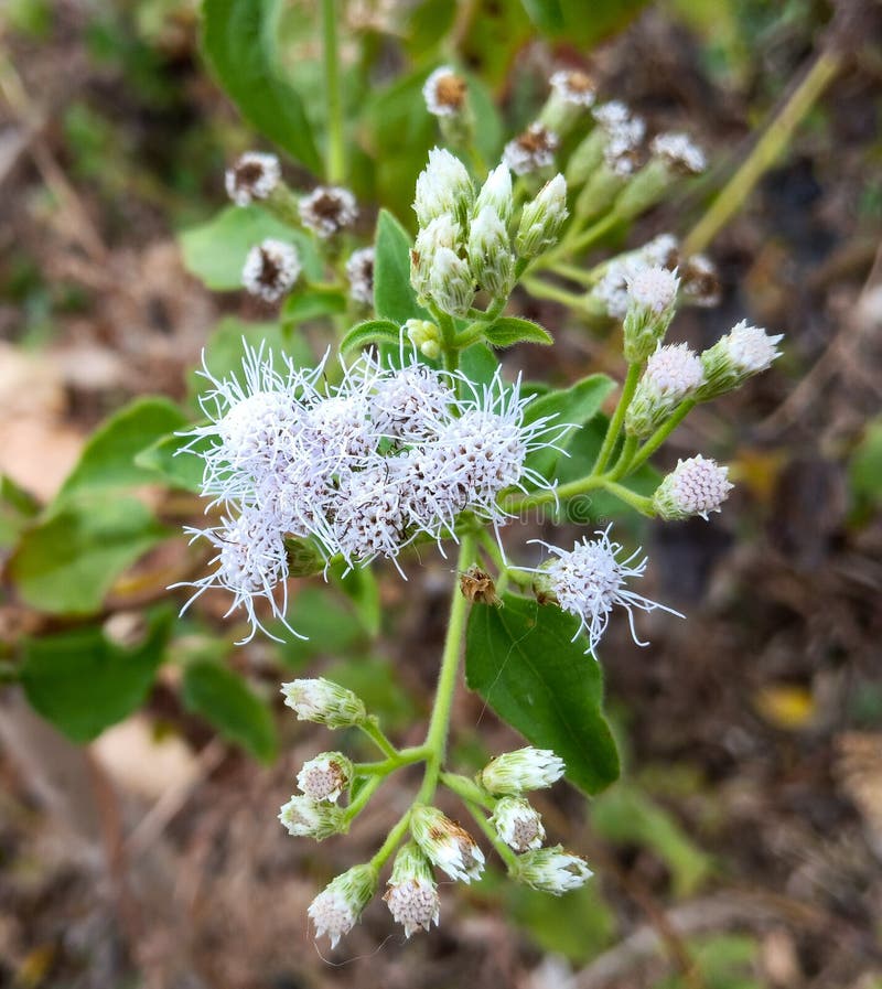 Beautiful and Tiny Weed Plant Flowers Stock Image - Image of flowers ...