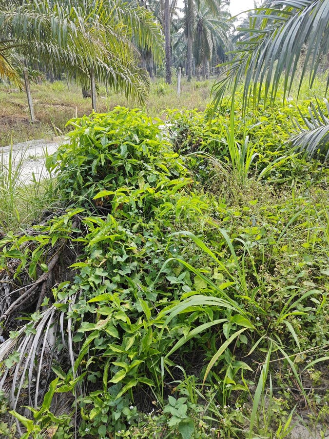 Wild Bushy Five-fingers Leafy Plant in the Meadow Stock Photo - Image ...