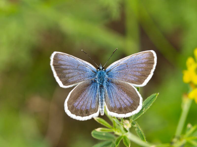 Wild butterfly stock image. Image of branch, lush, meadow - 12467301