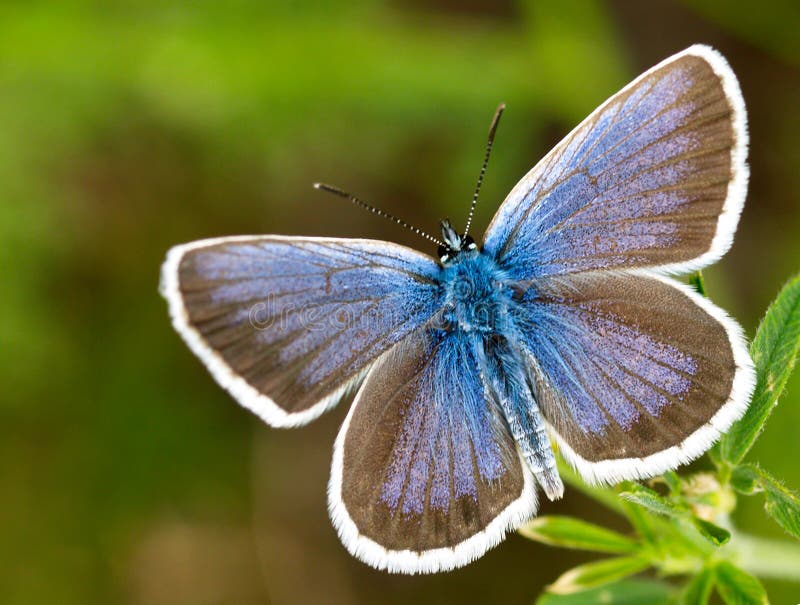 Wild butterfly stock photo. Image of meadow, beautiful - 12467316