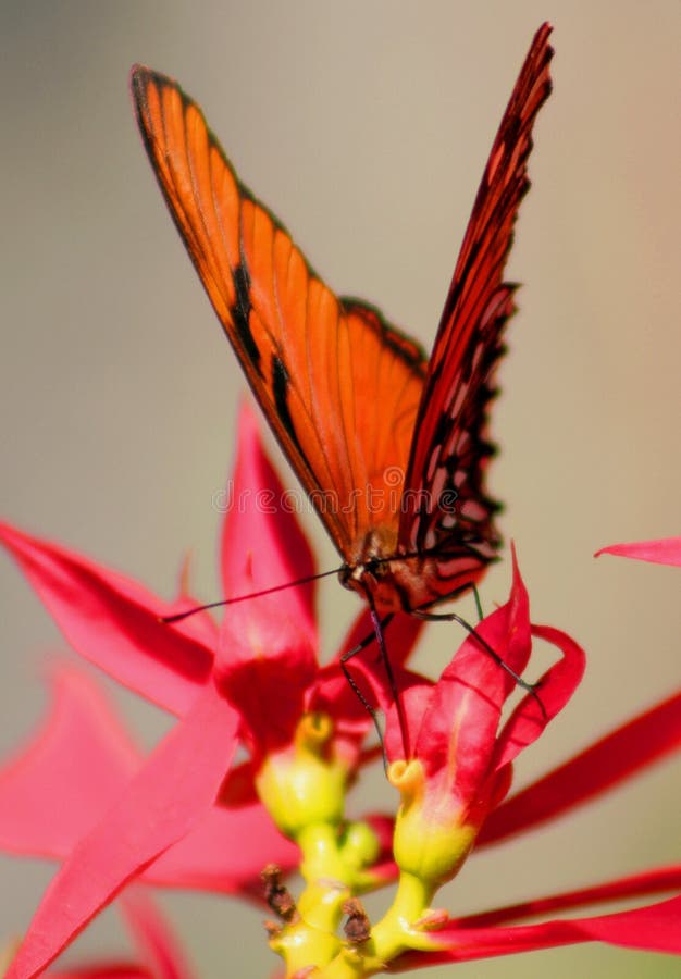 Wild Butterfly stock photo. Image of freedom, ecology - 4054284
