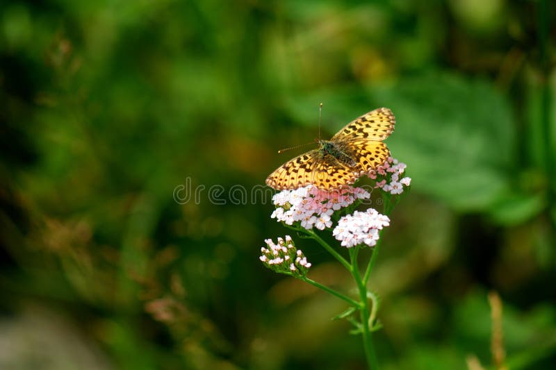 Wild butterfly stock photo. Image of closeup, achillea - 43548622
