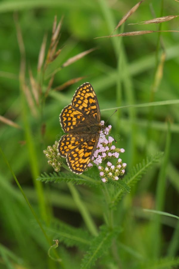 Wild butterfly stock photo. Image of light, male, insect - 43548676