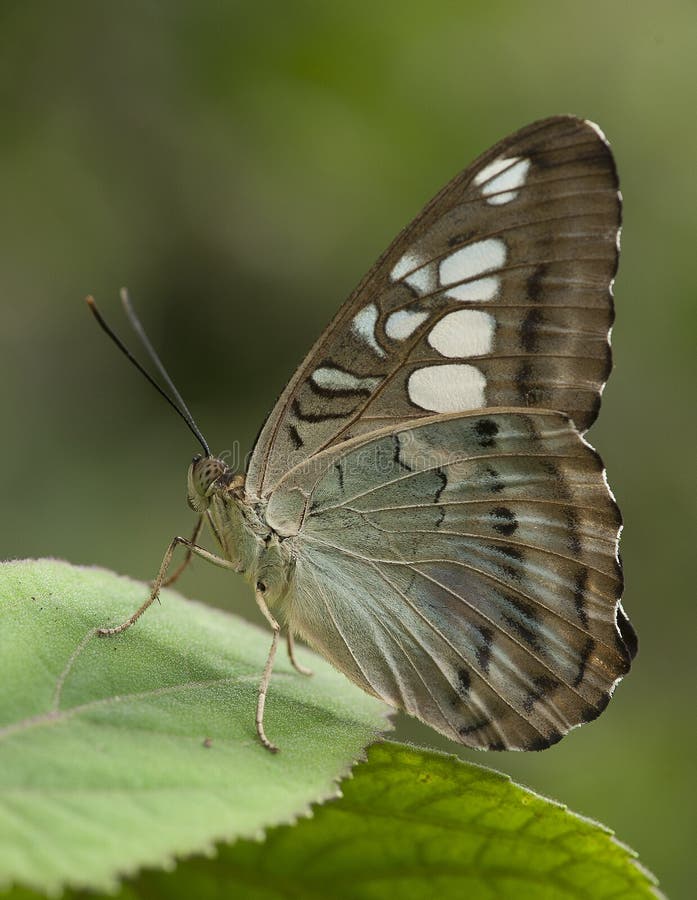 Wild butterfly stock photo. Image of color, design, insect - 92792464