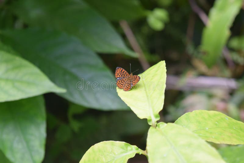 Butterfly in Puerto Rico stock photo. Image of insect - 246777786
