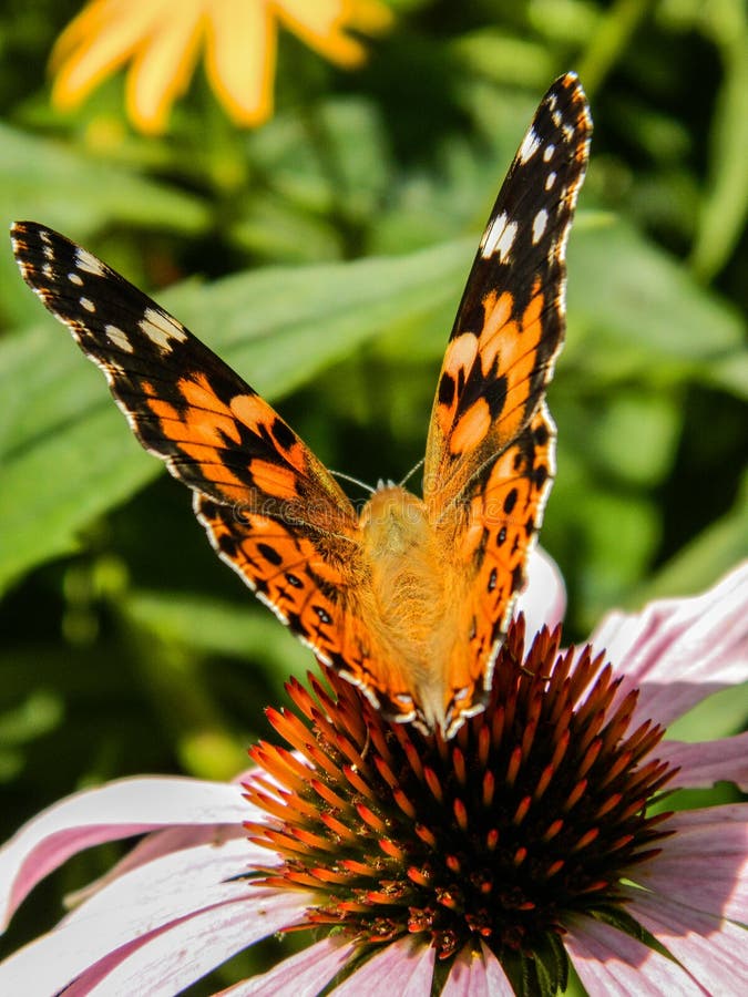 Wild Butterfly stock photo. Image of freedom, ecology - 4054284