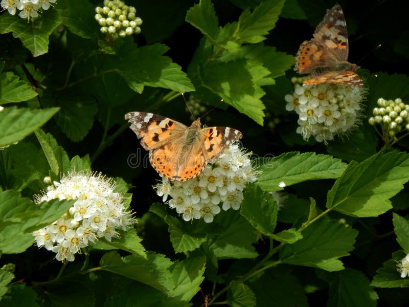 Wild butterfly in the wild stock photo. Image of animal - 152493316