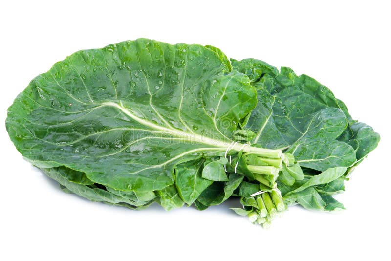 Wild Cabbage stock photo. Image of eating, white, oleracea - 16734624