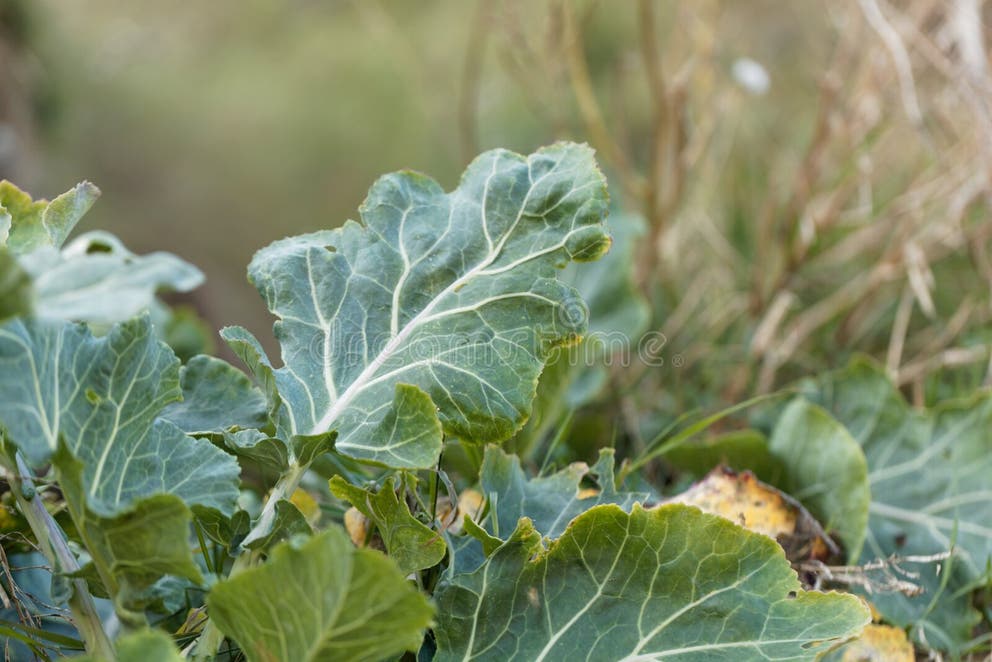 Wild Cabbage Brassica Oleracea Stock Image - Image of plant, leaf: 99796933