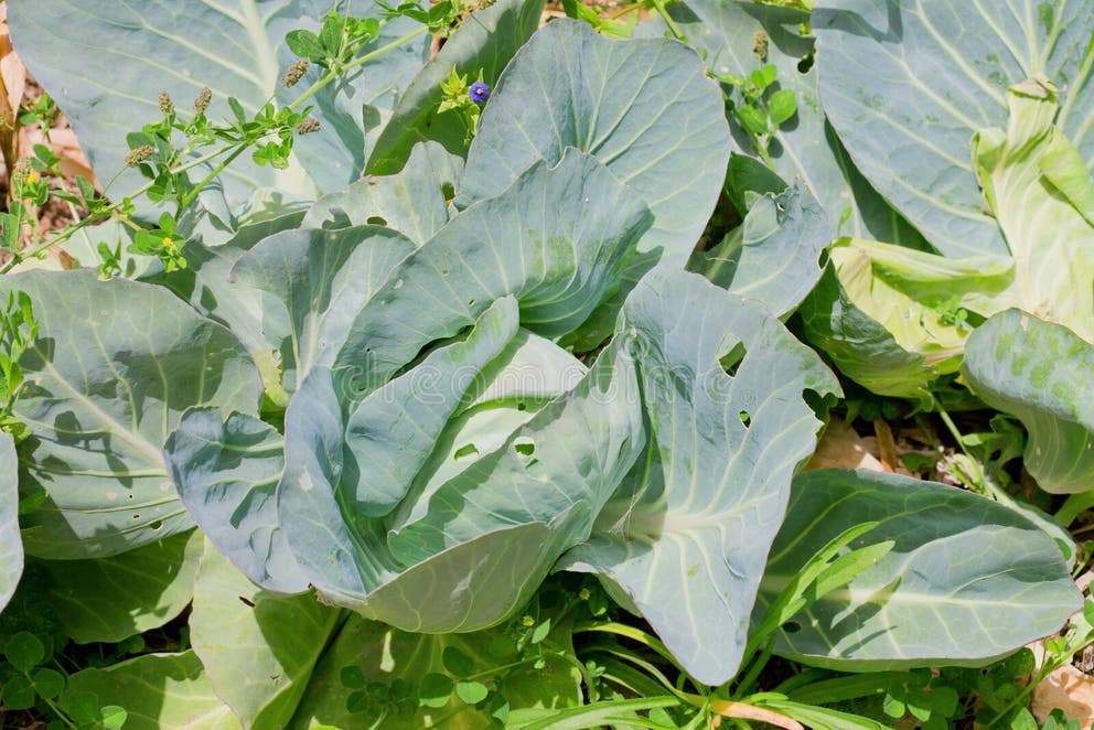 Wild Cabbage Growing in a Park Stock Photo - Image of drawk, healthy ...
