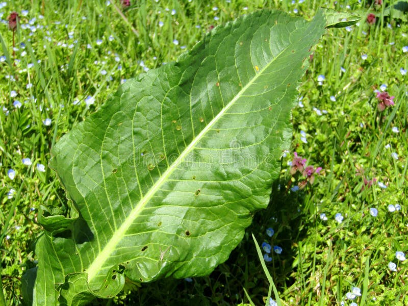 Wild Cabbage Leaf in Early Spring Stock Photo - Image of cute, floral ...