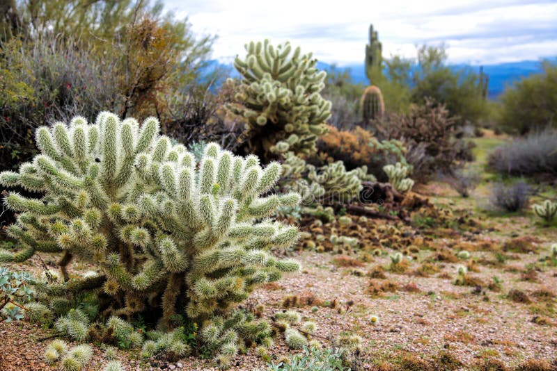 Wild Cacti at Marcus Landslide Stock Image - Image of america ...