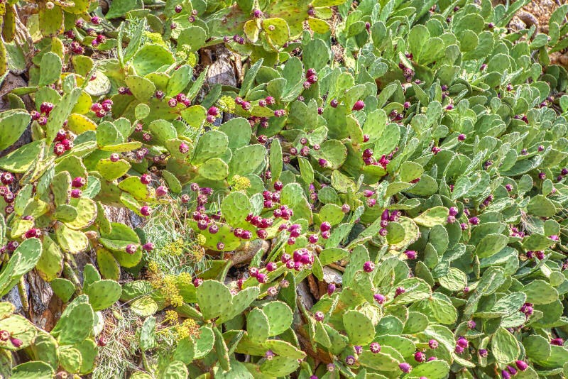 Wild cacti stock image. Image of green, meadow, cactus - 152506777
