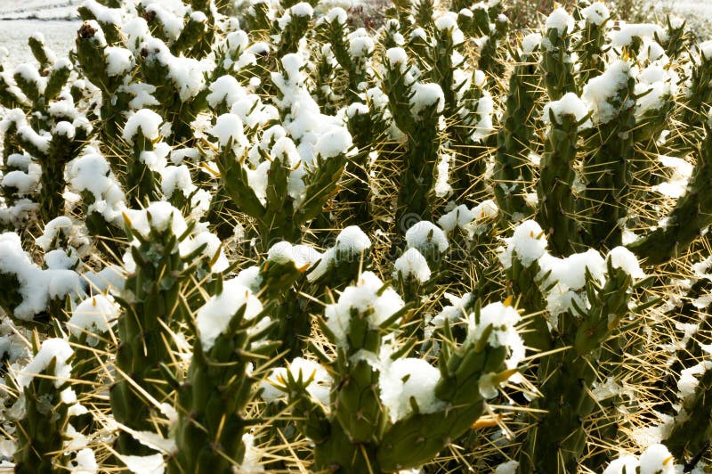 Snow Cactus stock photo. Image of cacti, snowy, plant - 1831306