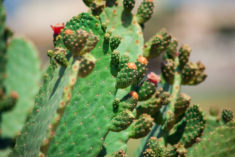 Wild Cactus with Flowers in the Nature Stock Image - Image of botany ...