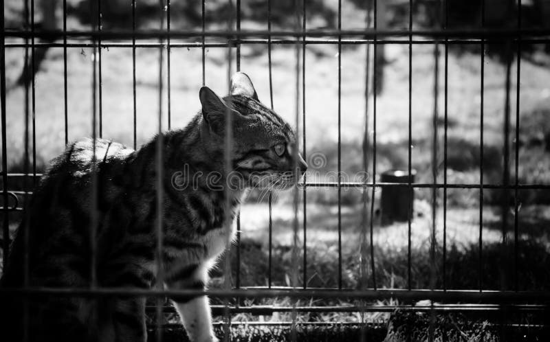 Wild caged cat stock photo. Image of alone, italy, petting - 177639498