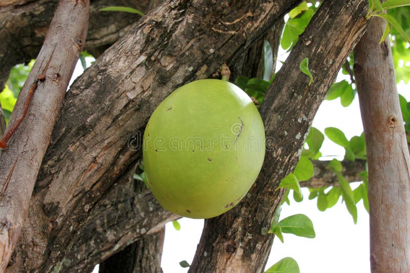 Wild Calabash Fruit and Tree Stock Photo - Image of outside, calabash ...