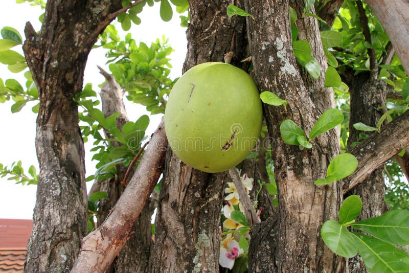 Wild Calabash Fruit and Tree Stock Photo - Image of freshness, farm ...