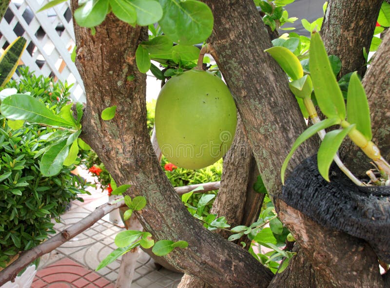 Wild calabash tree stock image. Image of cucurbita, cujete - 78293111