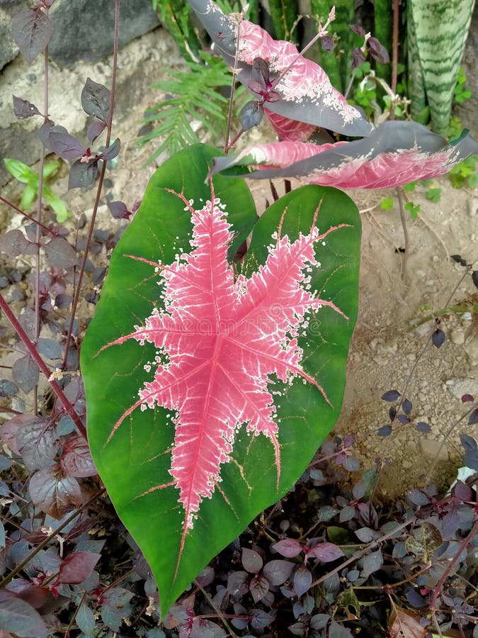 Wild Caladium Ace of Heart stock photo. Image of wildflower - 300068280