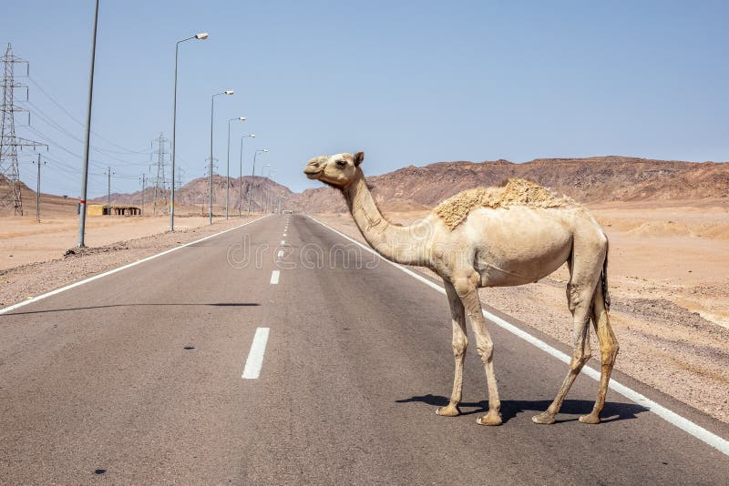 Camel road crossing stock image. Image of arabian, egypt - 4015199