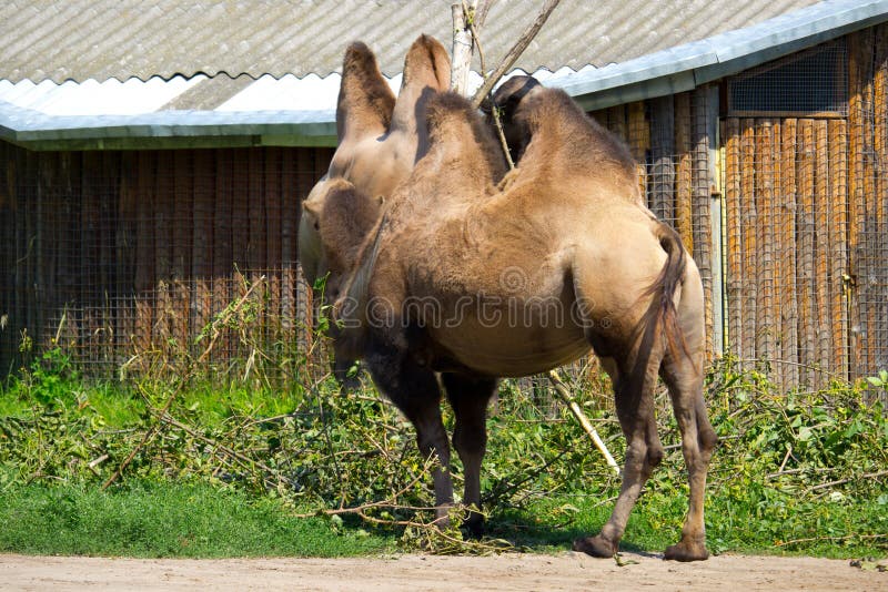 Camel stock photo. Image of herbivorous, muzzle, beast - 218866648