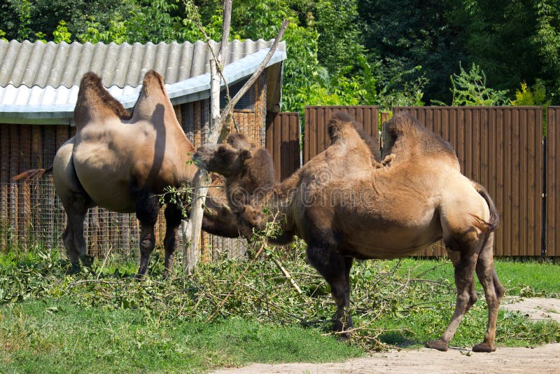 Camel stock photo. Image of wildlife, shaggy, mammal - 219893856