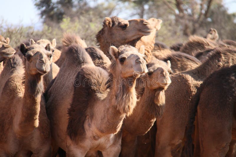 Wild camels stock photo. Image of station, australia - 35852344