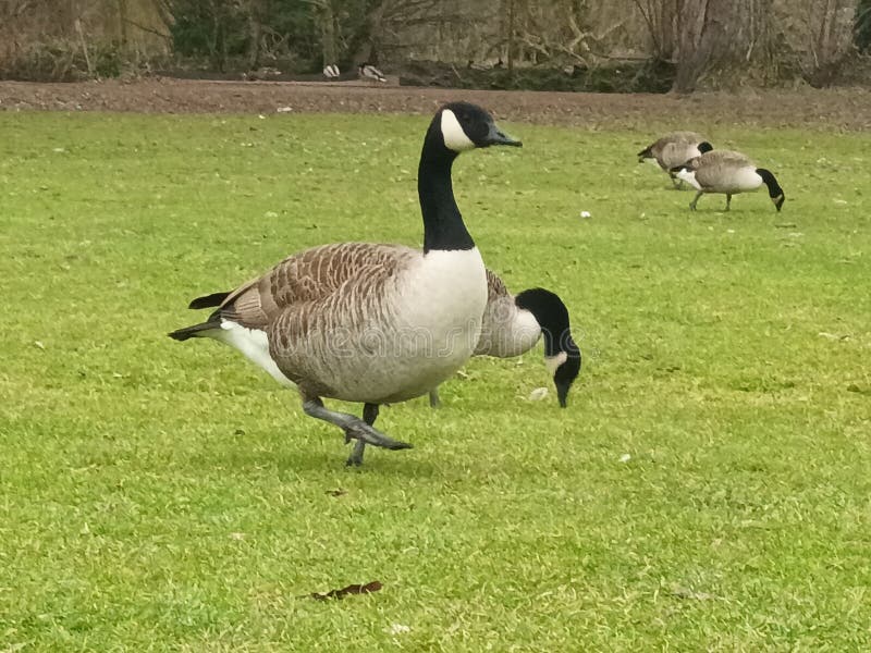Wild canada geese feeding stock image. Image of waterfowl - 273888105