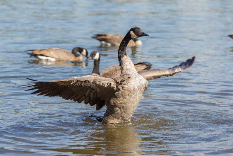 Canada goose stock image. Image of nature, willamette - 183494407